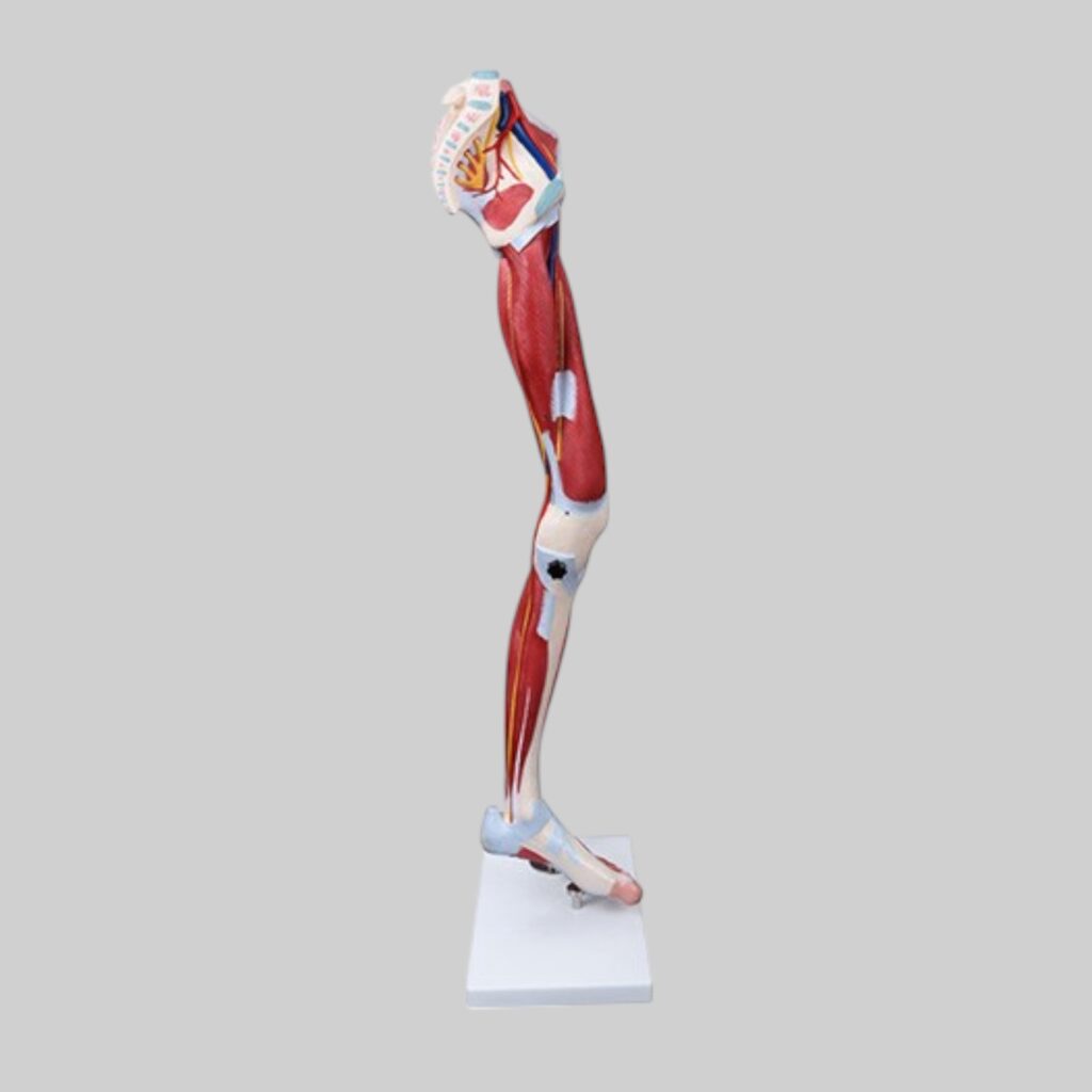 Muscle of Human Leg Anatomy Model 13 Parts - ScienceBazar
