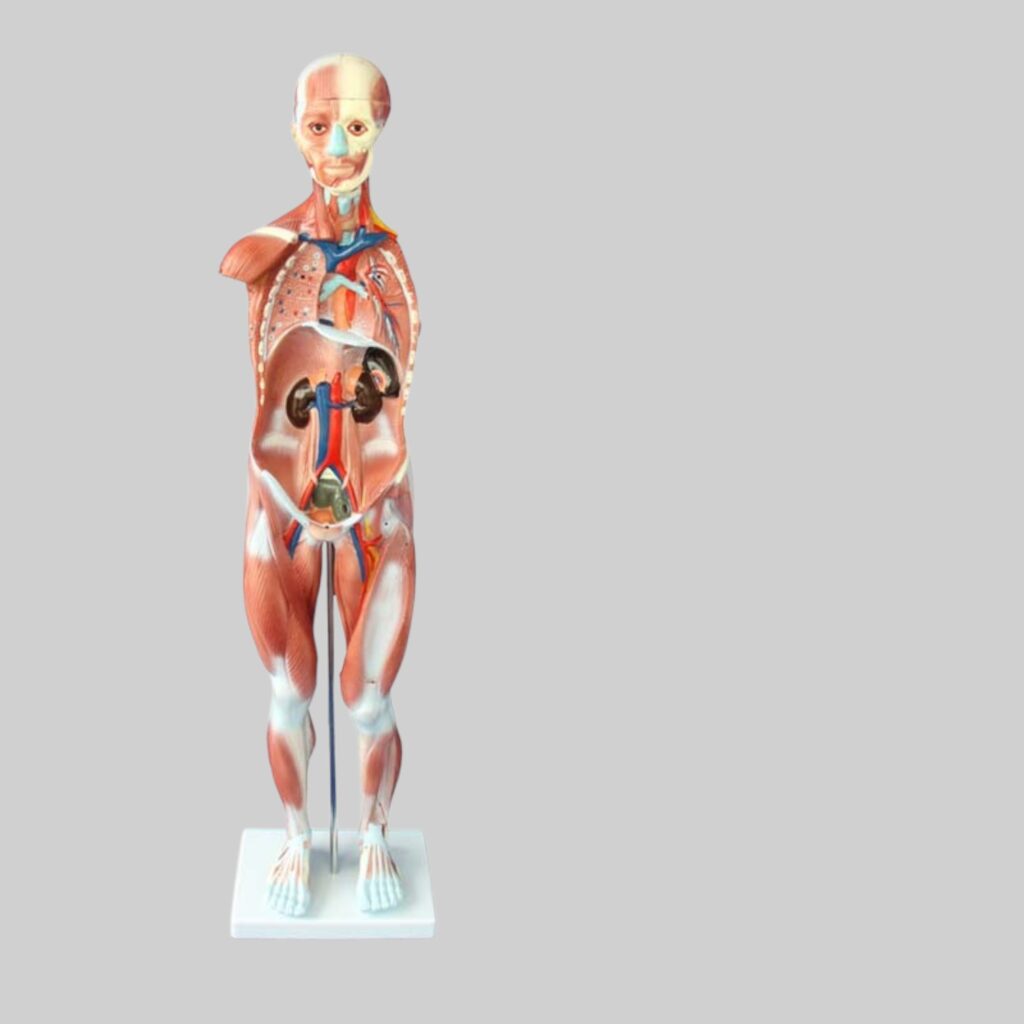 Human Muscle Anatomy Model 85cm 27parts China - ScienceBazar